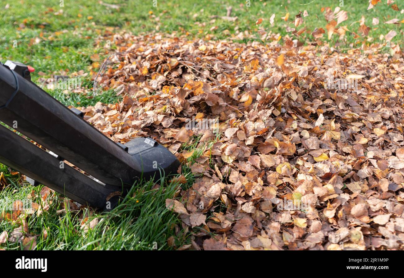 Brown leaves on the lawn. Autumn cleaning in the garden. Cleaning ...