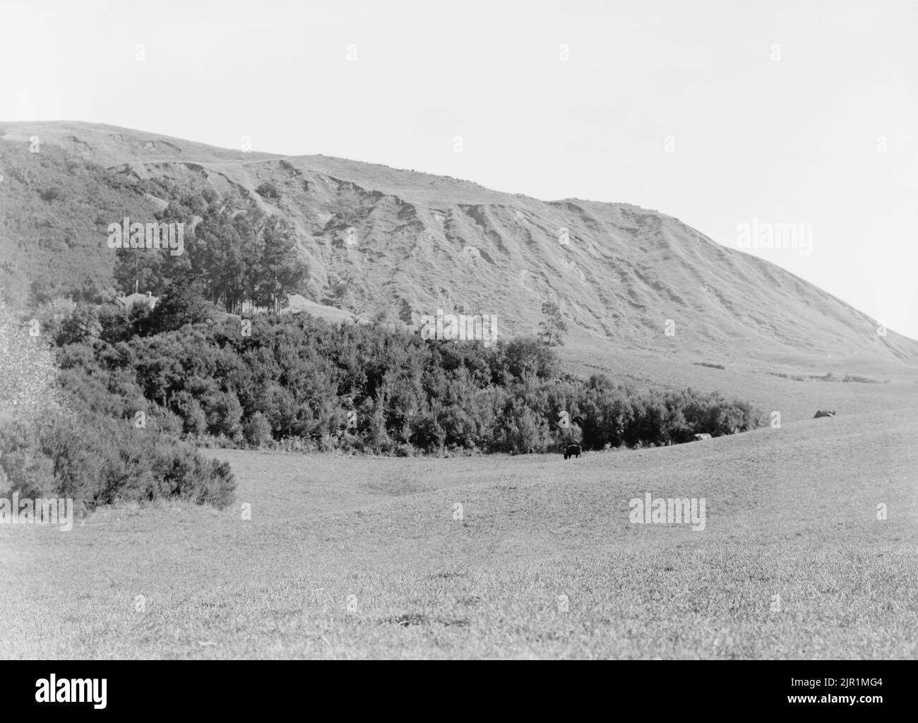 Tutira, circa 1930, Hawke's Bay, by Herbert Guthrie-Smith Stock Photo ...