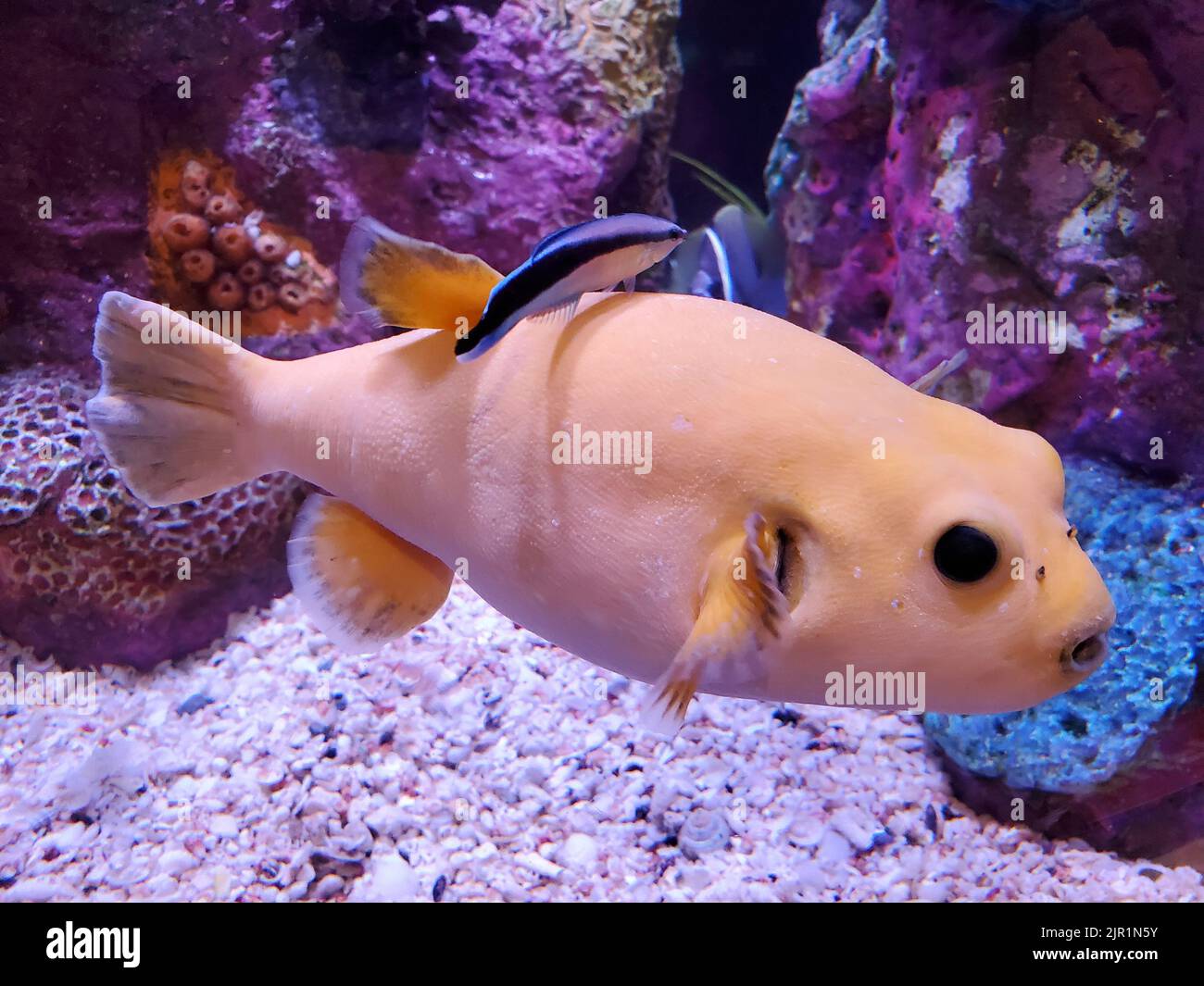 A cream and yellow puffer fish swimming inside a fish tank Stock Photo ...
