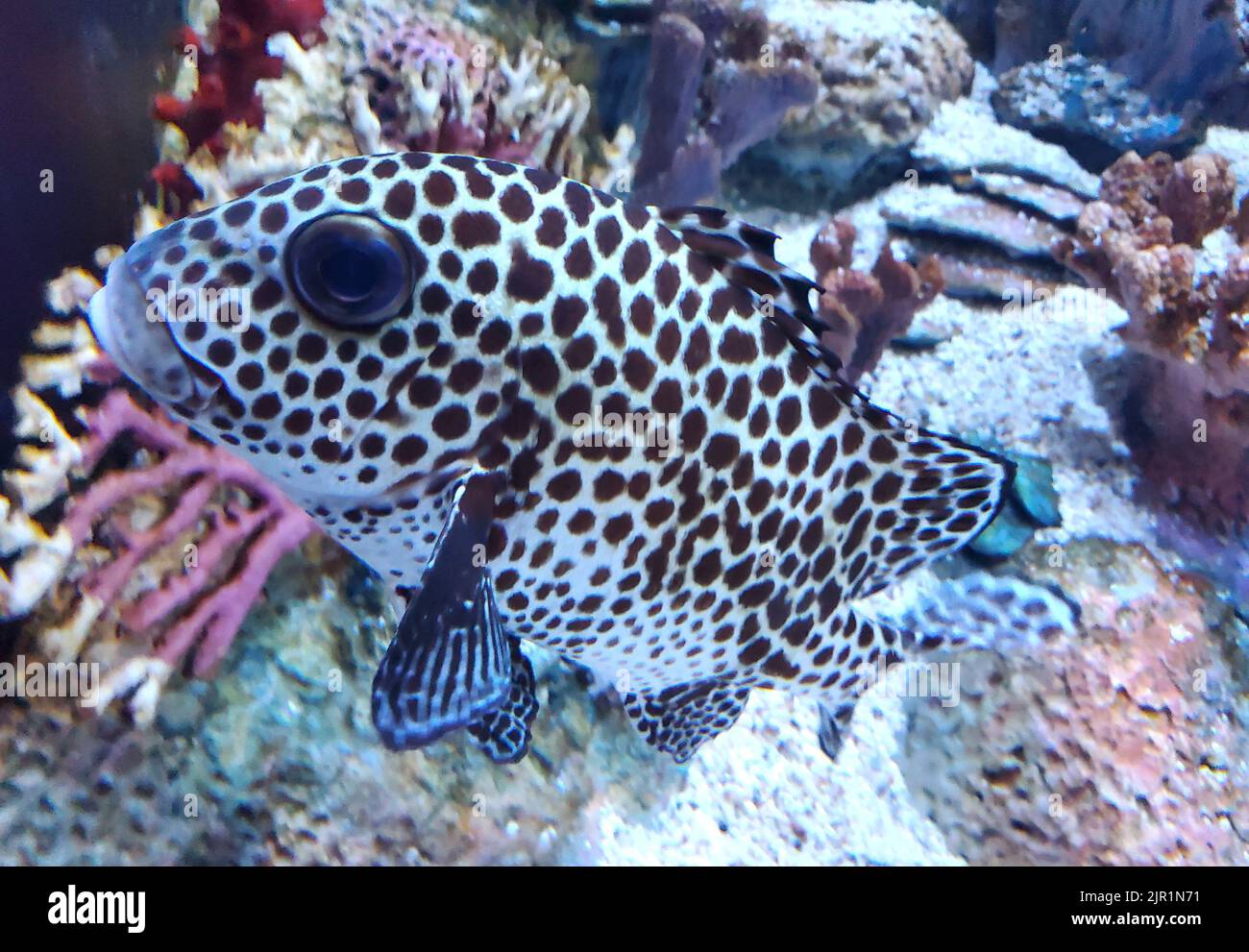 Close up of a black spotted grouper inside a fish tank Stock Photo - Alamy