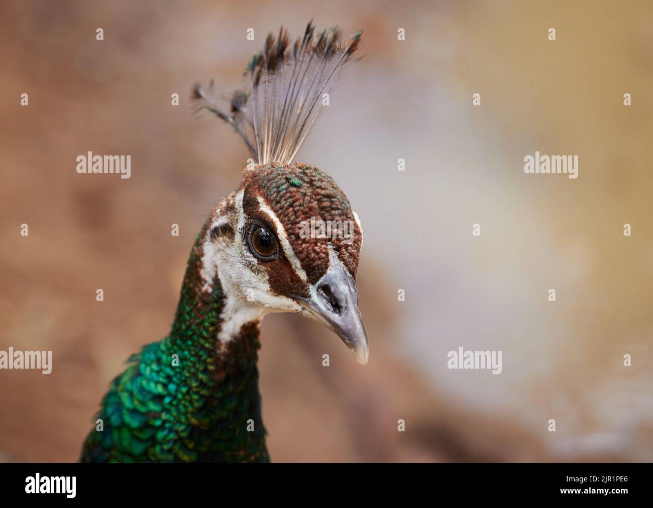 A closeup of a peafowl head on blurry background Stock Photo - Alamy
