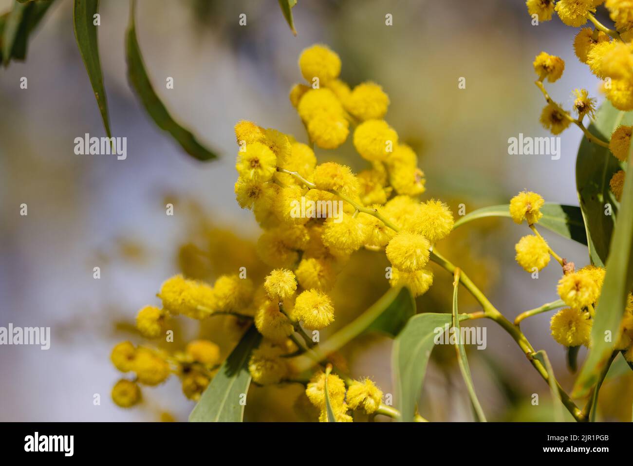 Golden Wattle in Melbourne Australia Stock Photo - Alamy