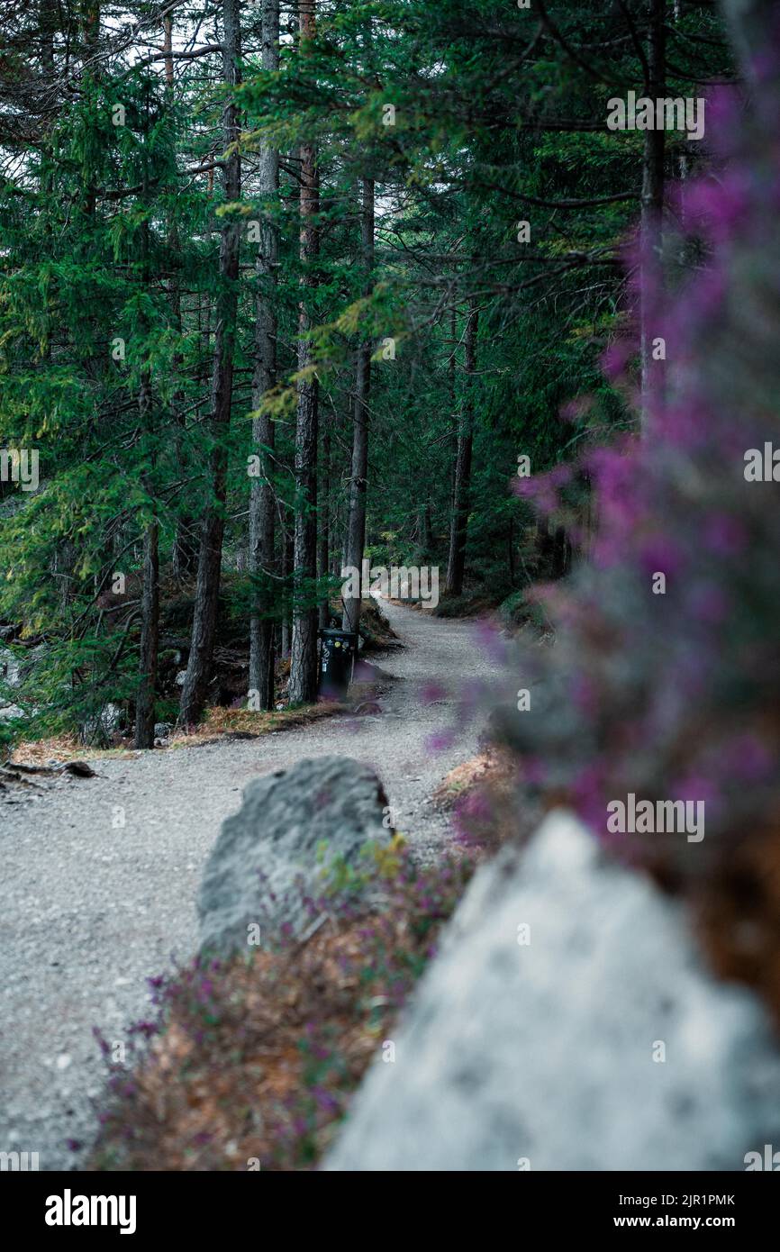 A vertical shot of a narrow path in the forest with high pine trees Stock Photo - Alamy
