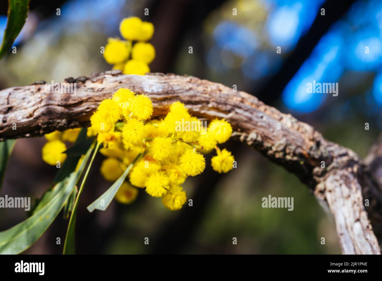Golden Wattle in Melbourne Australia Stock Photo - Alamy