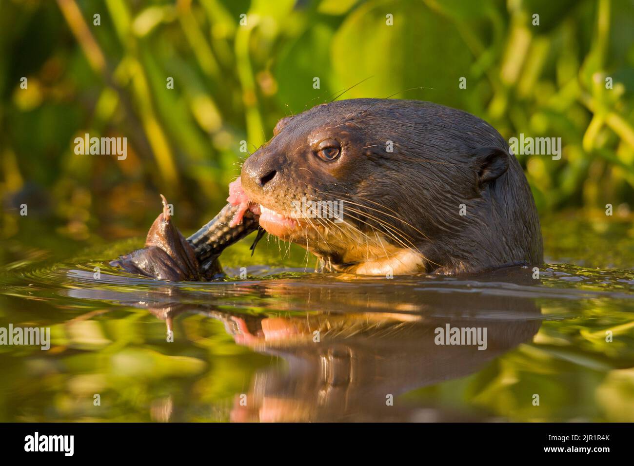 Giant Otter (Pteronura brasiliensis) eating fish Stock Photo - Alamy