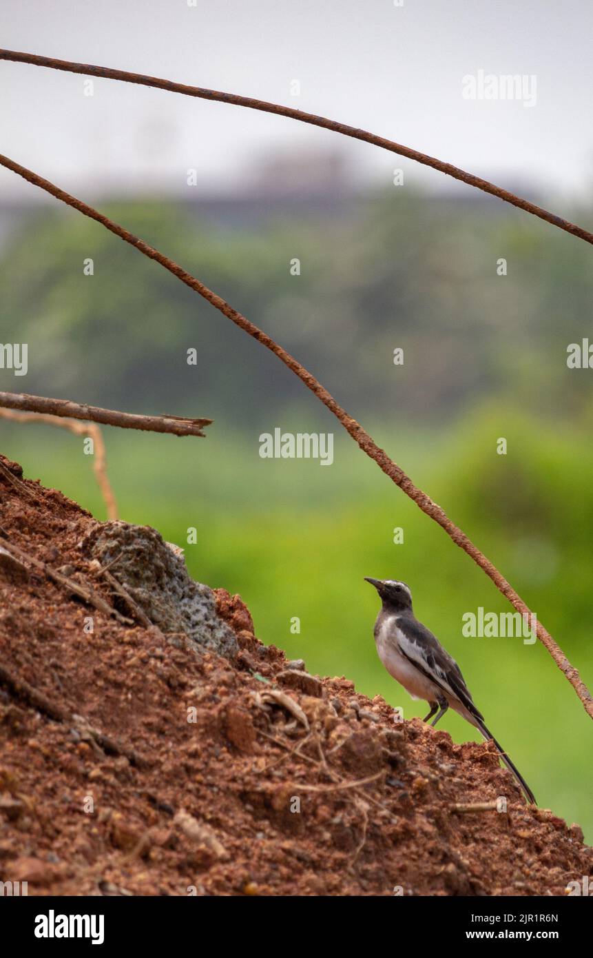 A vertical shot of a wagtail bird standing in mud in wilderness Stock ...