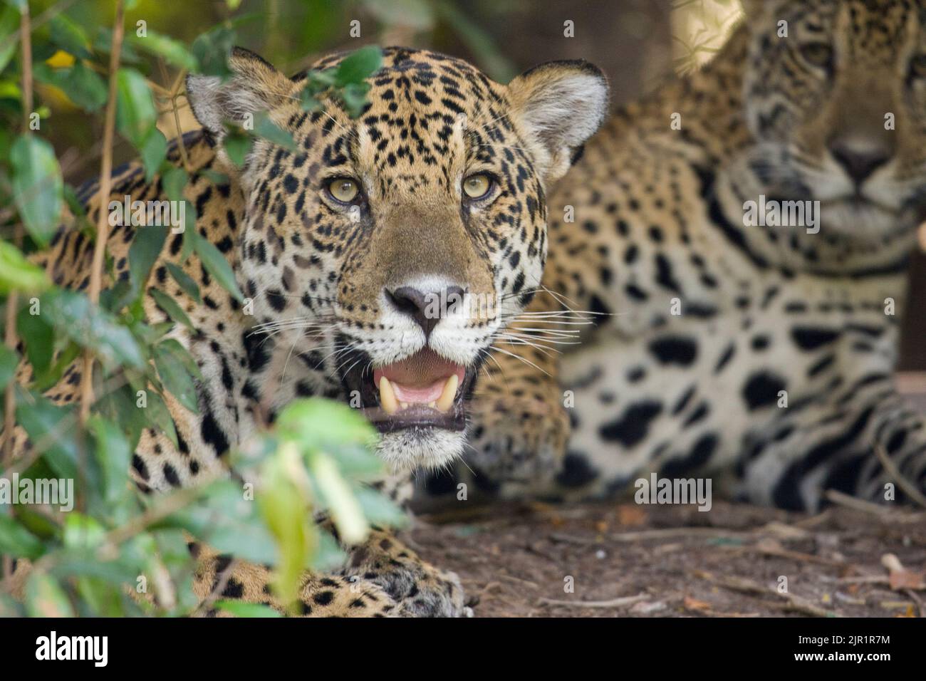 Jaguar (Panthera Onca) close up Stock Photo - Alamy