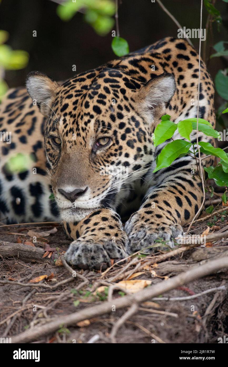 Jaguar (Panthera Onca) close up Stock Photo - Alamy