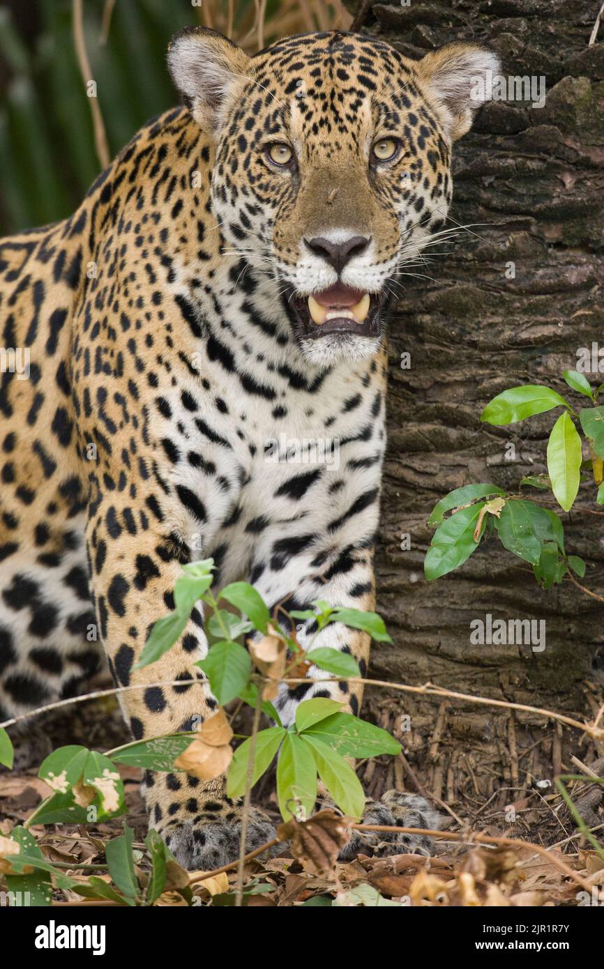 Jaguar (Panthera Onca Stock Photo - Alamy