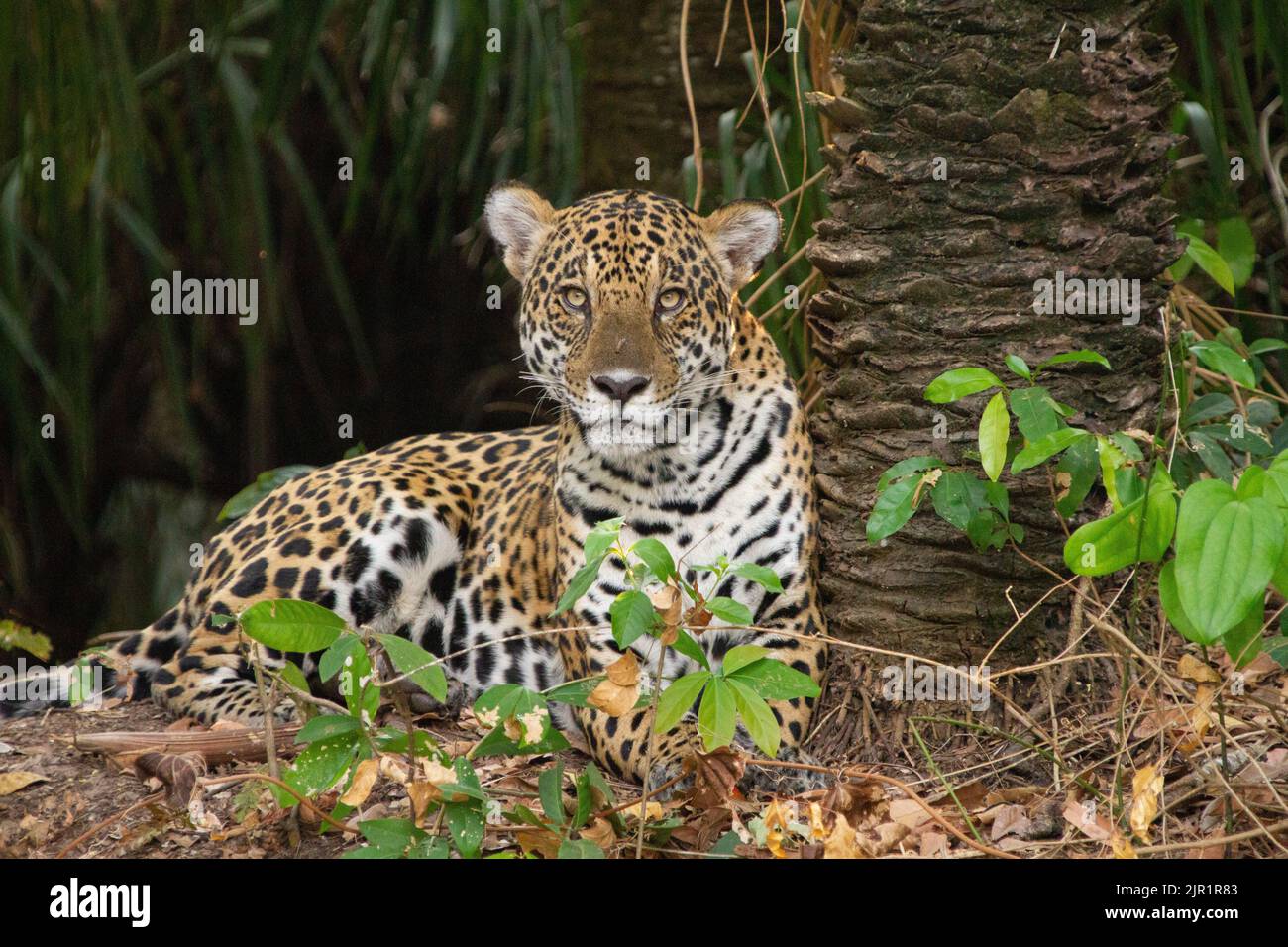 Jaguar (Panthera Onca) lying down Stock Photo - Alamy