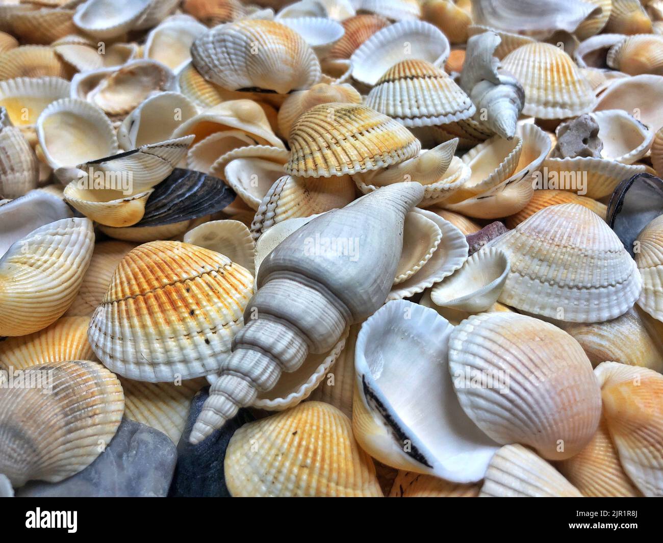 Seashell background, lots of different seashells piled together Stock ...