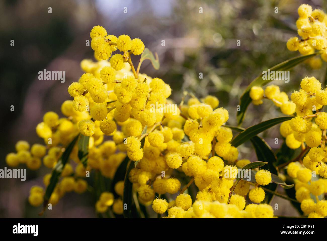 Golden Wattle in Melbourne Australia Stock Photo - Alamy