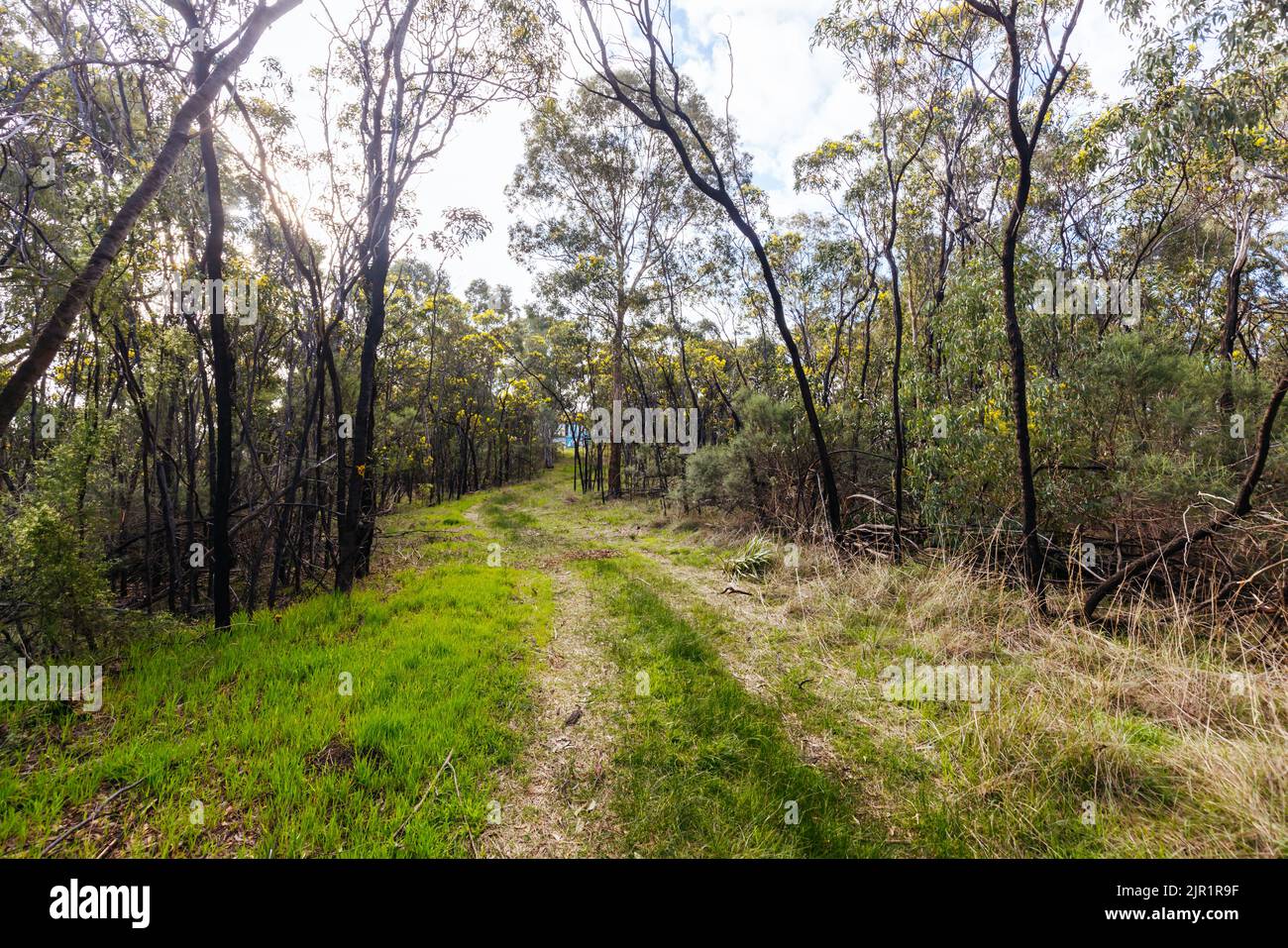 Gresswell Conservation Reserve in Melbourne Australia Stock Photo - Alamy