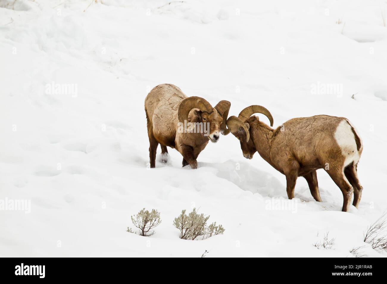 Pair of Bighorn Rams (Ovis canadensis) sparring in the snow Stock Photo ...