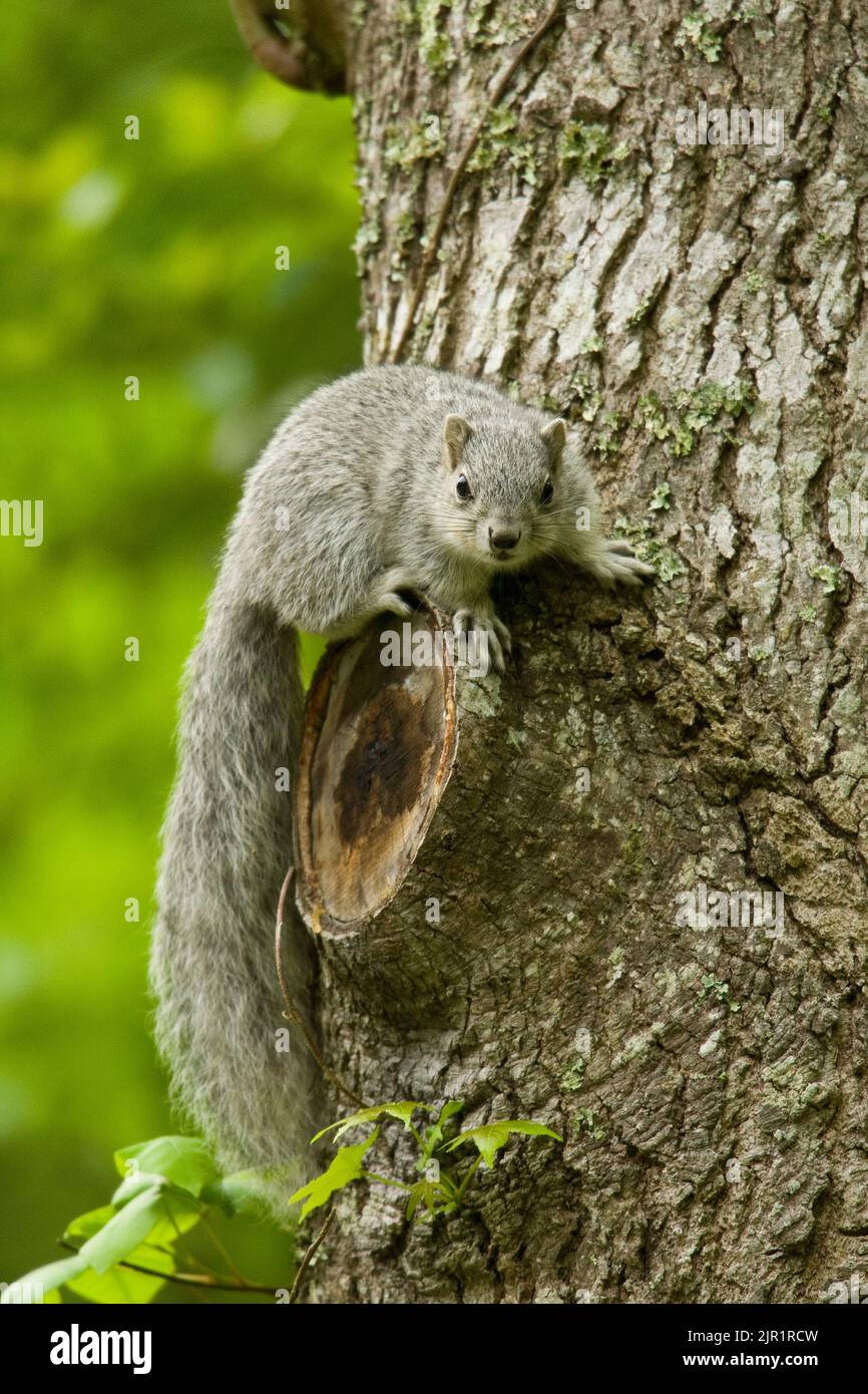 Delmarva Fox Squirrel (Sciurus niger cinereus) in a tree. A subspecies ...
