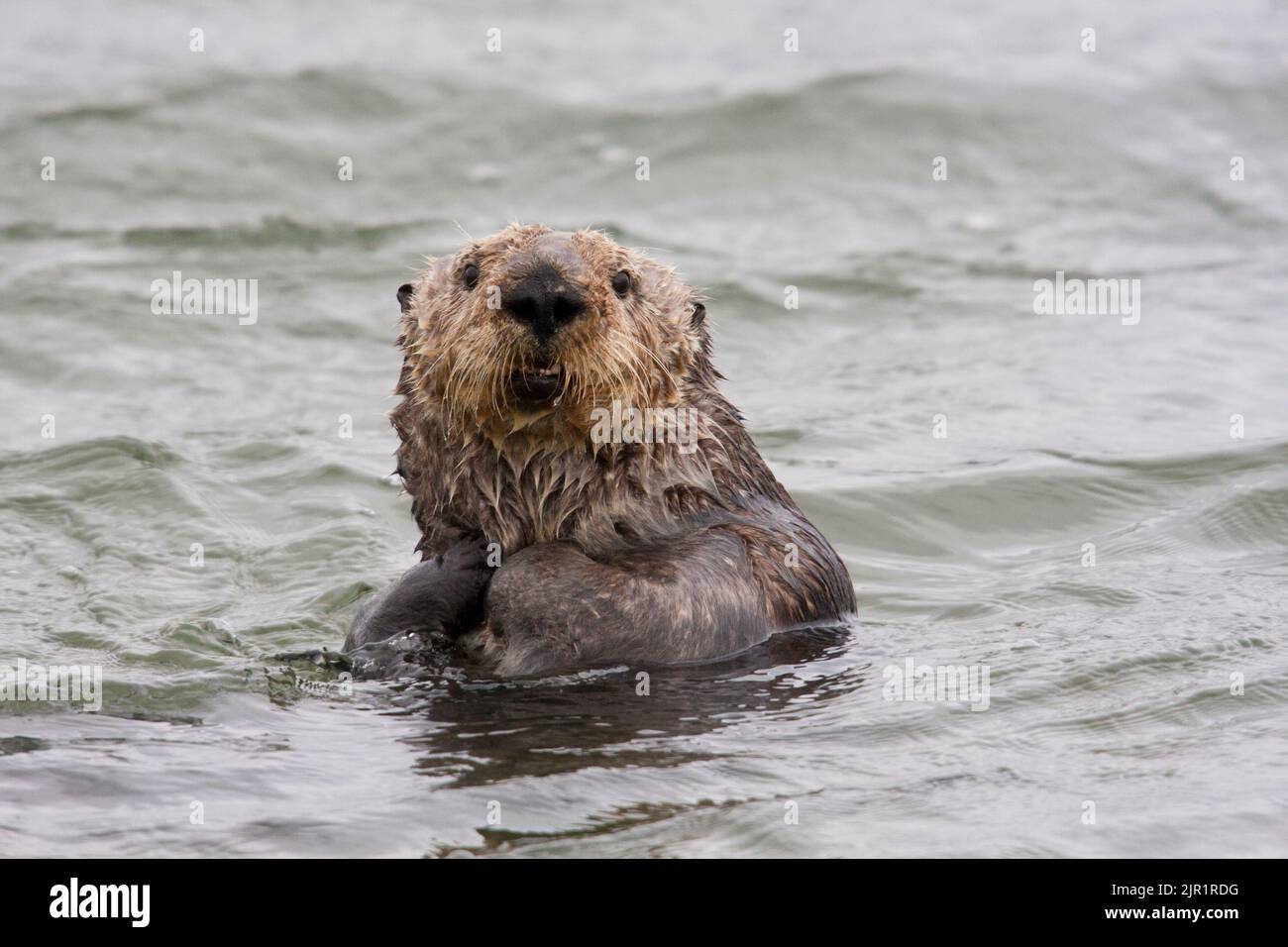 California Sea otter (Enhydra lutris Stock Photo - Alamy
