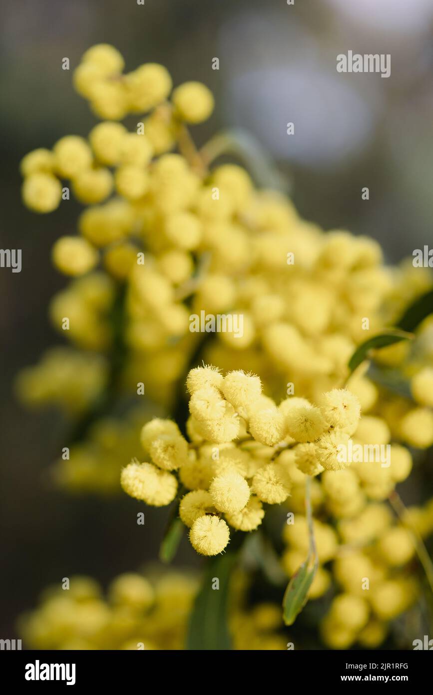 Golden Wattle in Melbourne Australia Stock Photo - Alamy