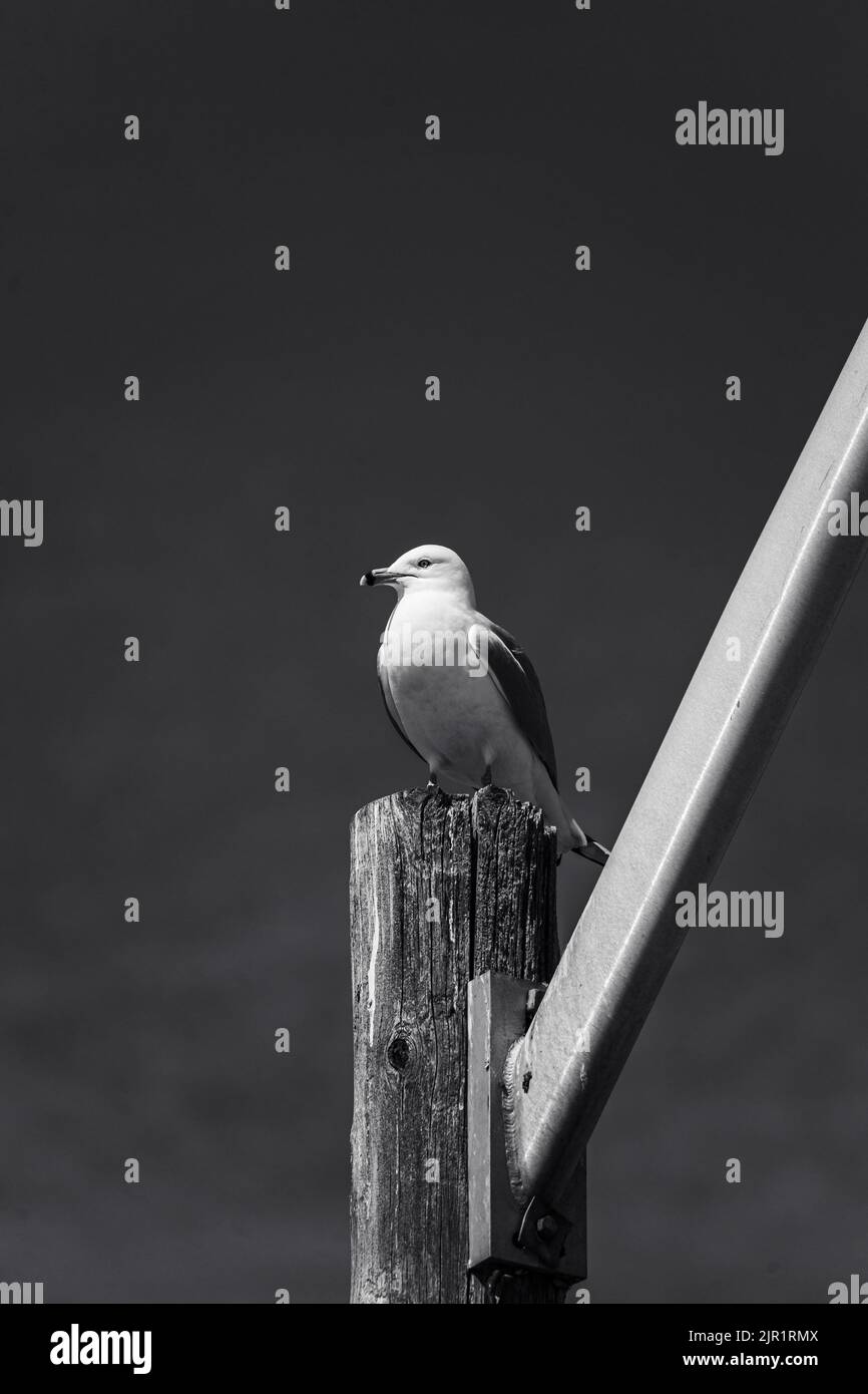 Beautiful view seagull perched hi-res stock photography and images - Alamy