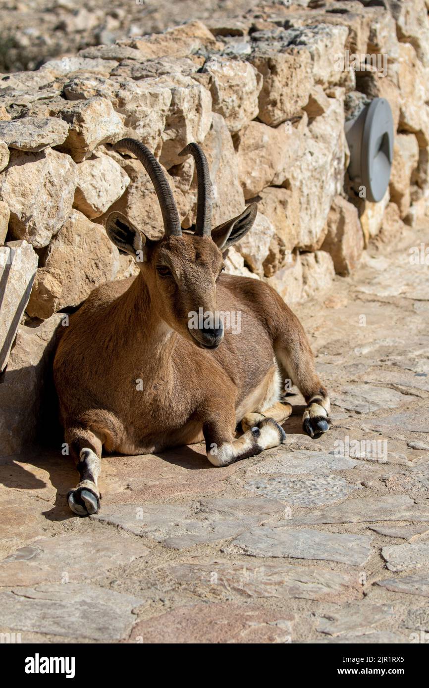 Nubian ibex lying on rock hi-res stock photography and images - Alamy