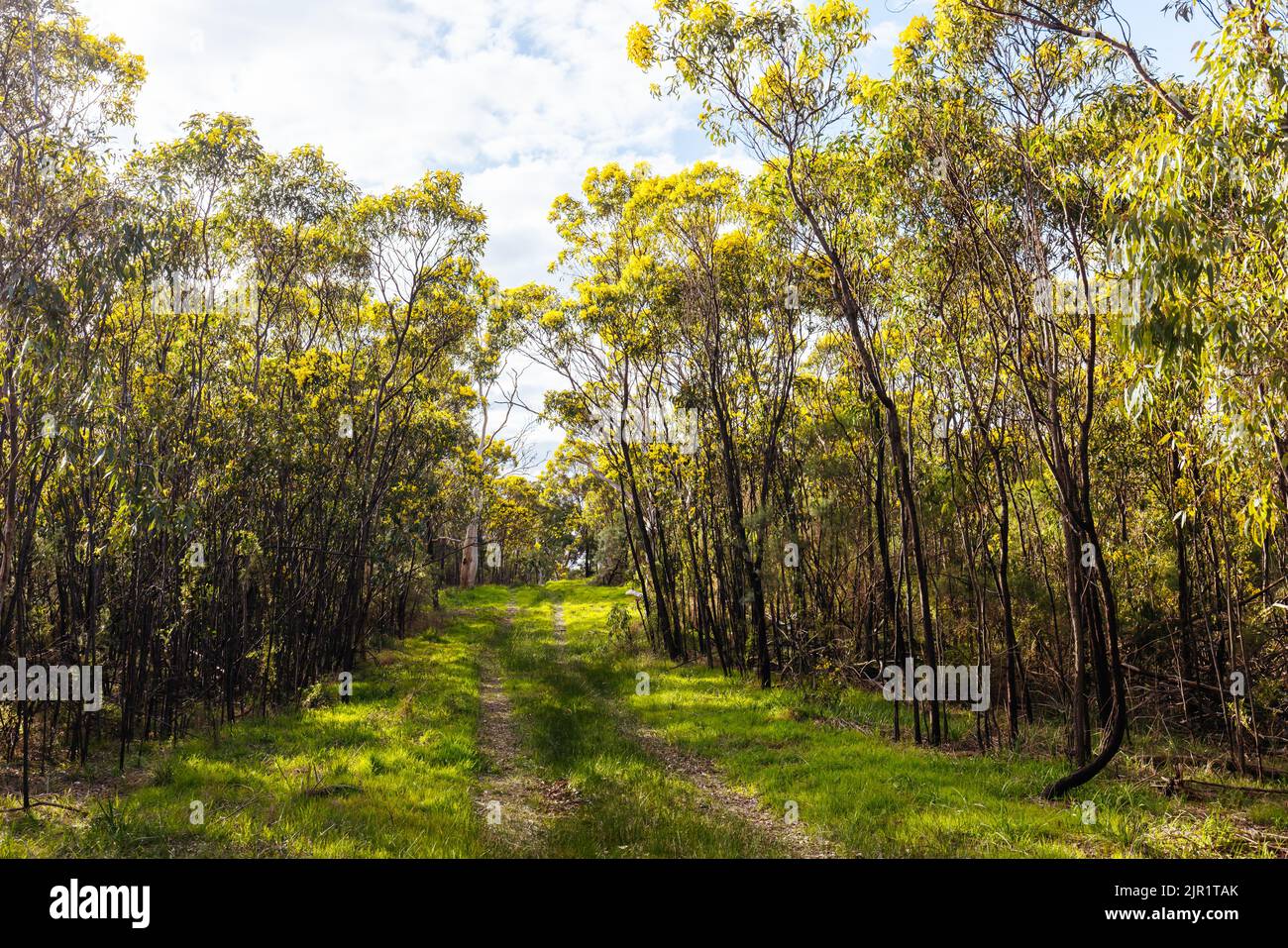 Gresswell Conservation Reserve in Melbourne Australia Stock Photo - Alamy