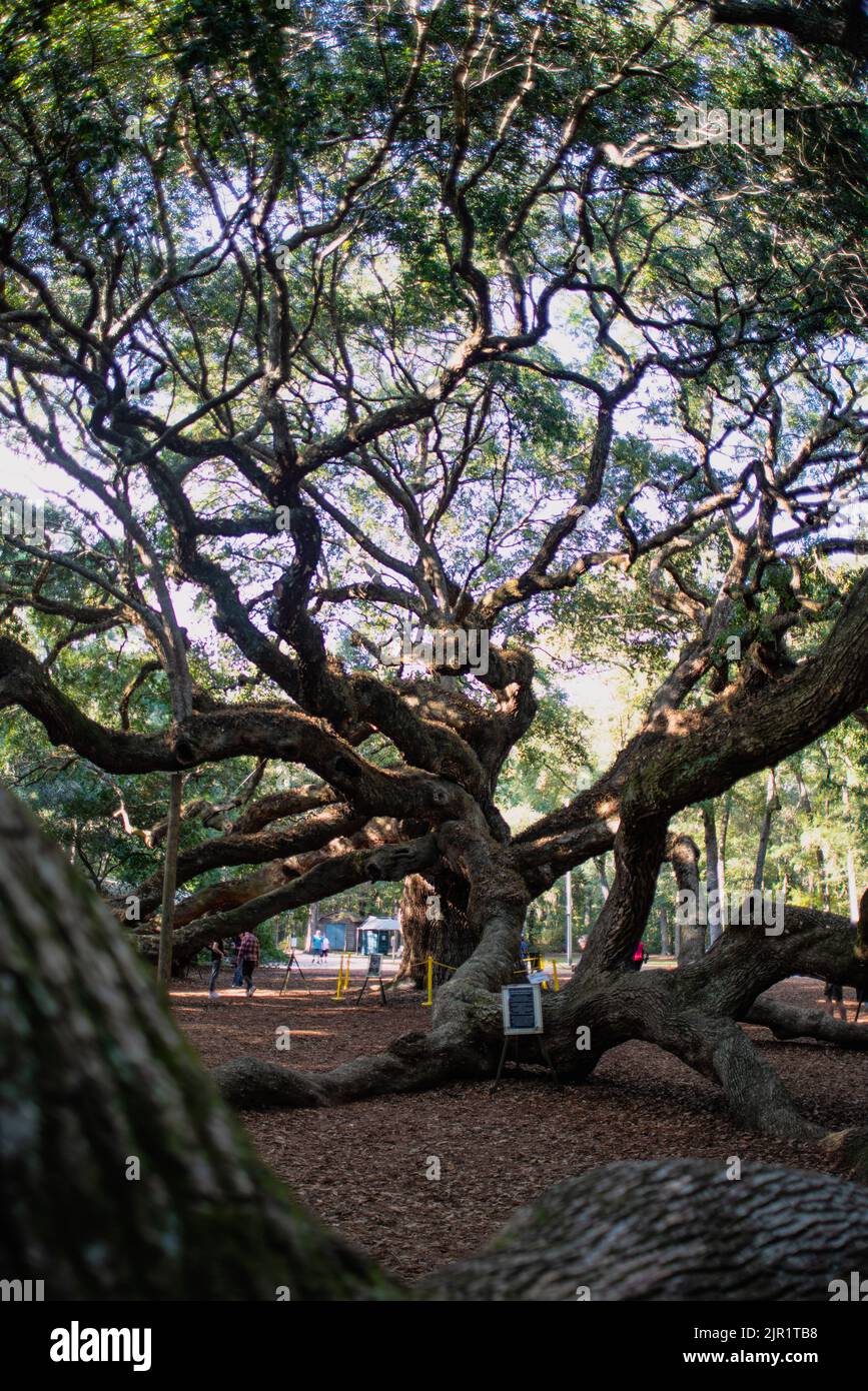 Angel Oak Tree, Charleston South Carolina Stock Photo - Alamy
