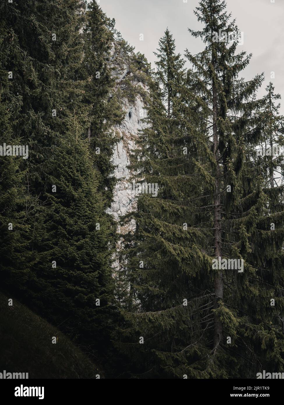 A vertical shot of tall evergreen trees Stock Photo - Alamy