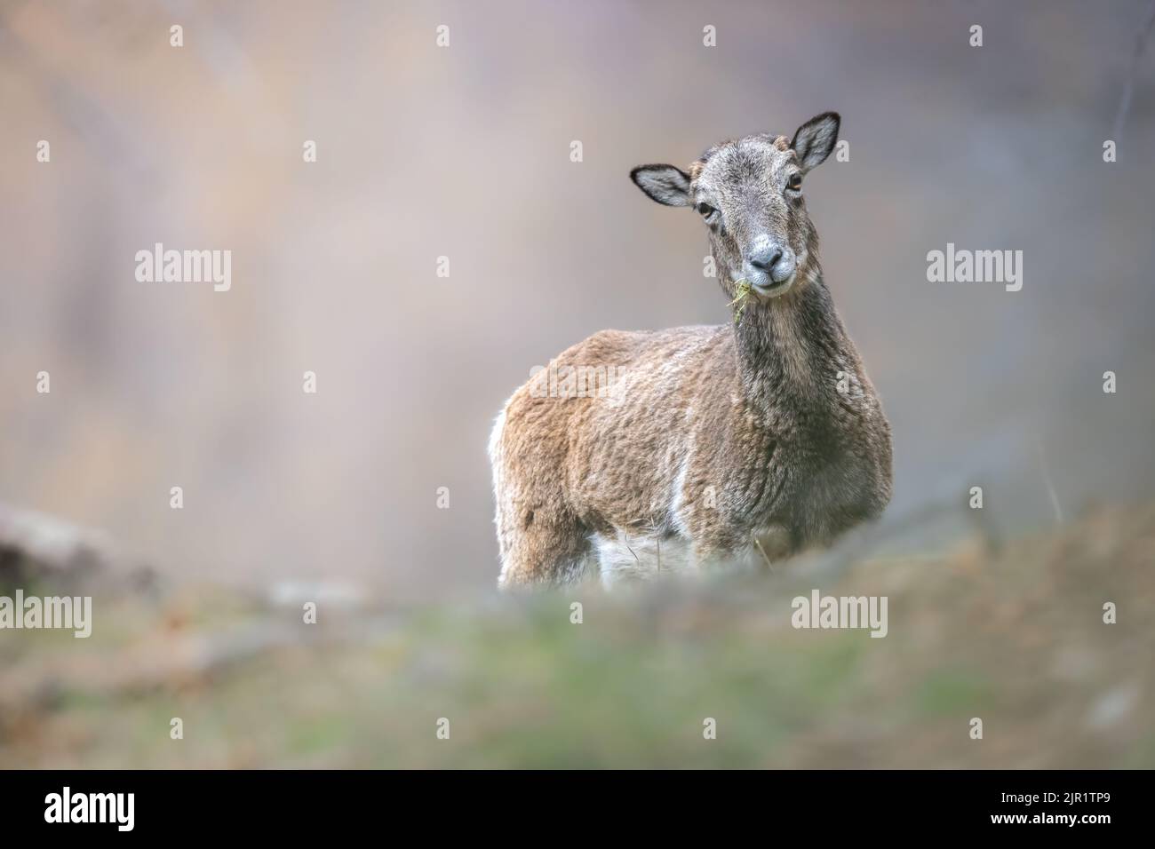 A beautiful shot of a mouflon looking straight at the camera Stock ...