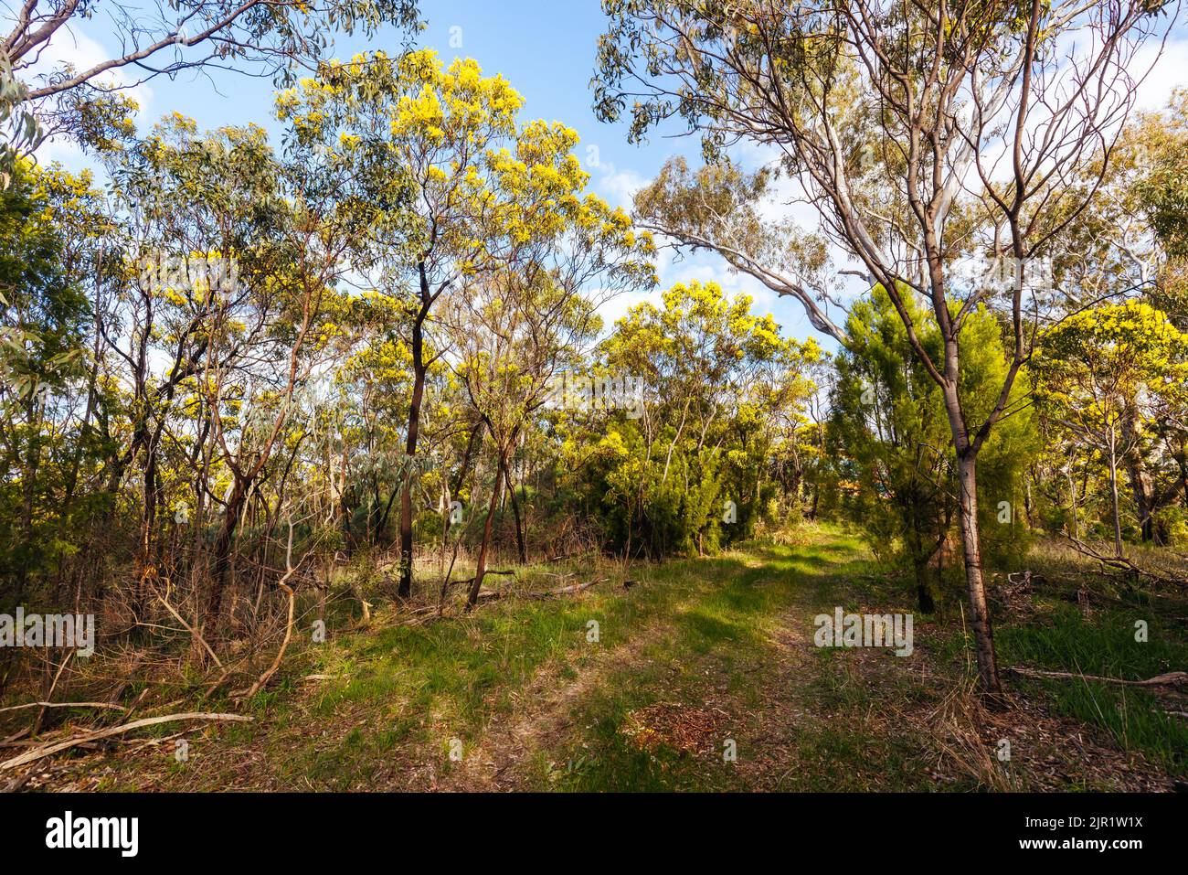 Gresswell Conservation Reserve in Melbourne Australia Stock Photo - Alamy