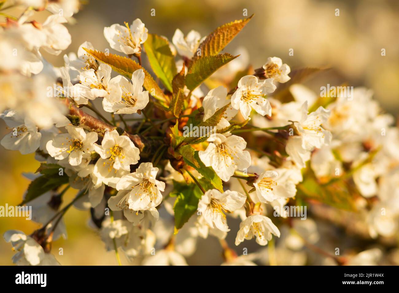 White Flowering Cherry Blossom Trees Stock Photo - Alamy