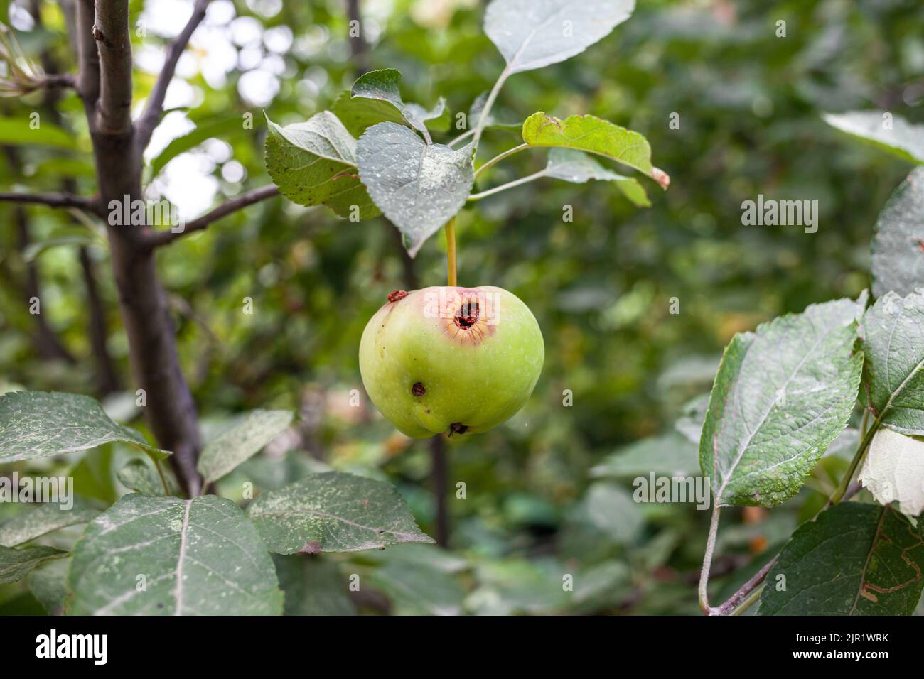 Rotten apple worm hi-res stock photography and images - Alamy