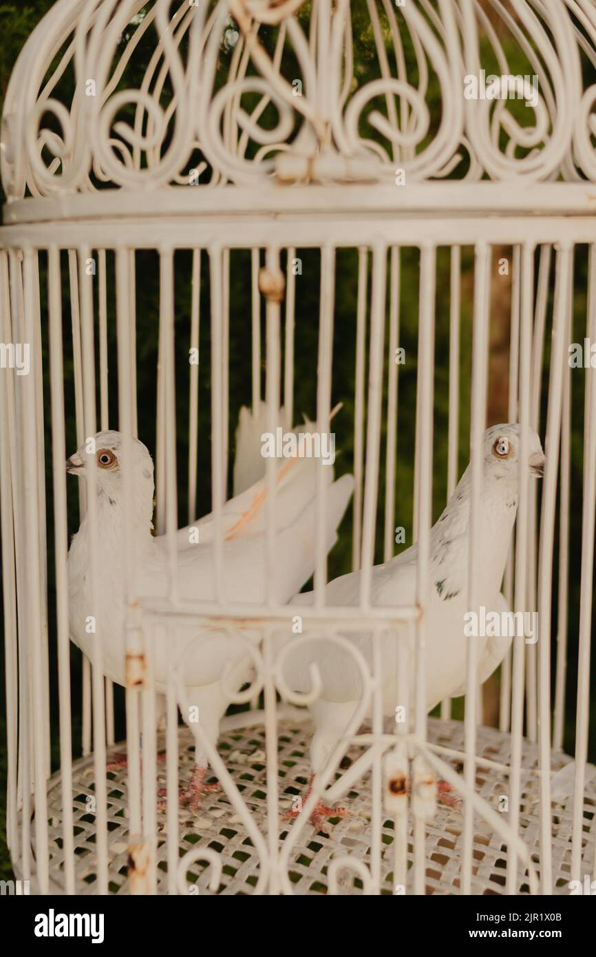 A vertical shot of white wedding doves ready to be released to freedom ...
