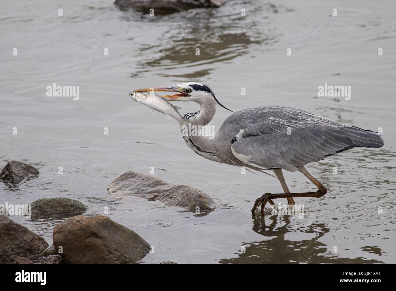 Heron with a fish in his beak. Douro river, north of Portugal Stock ...