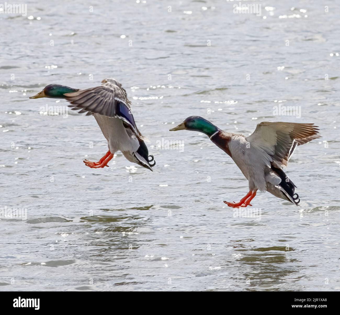 Two Douro river wild duck landing Stock Photo - Alamy