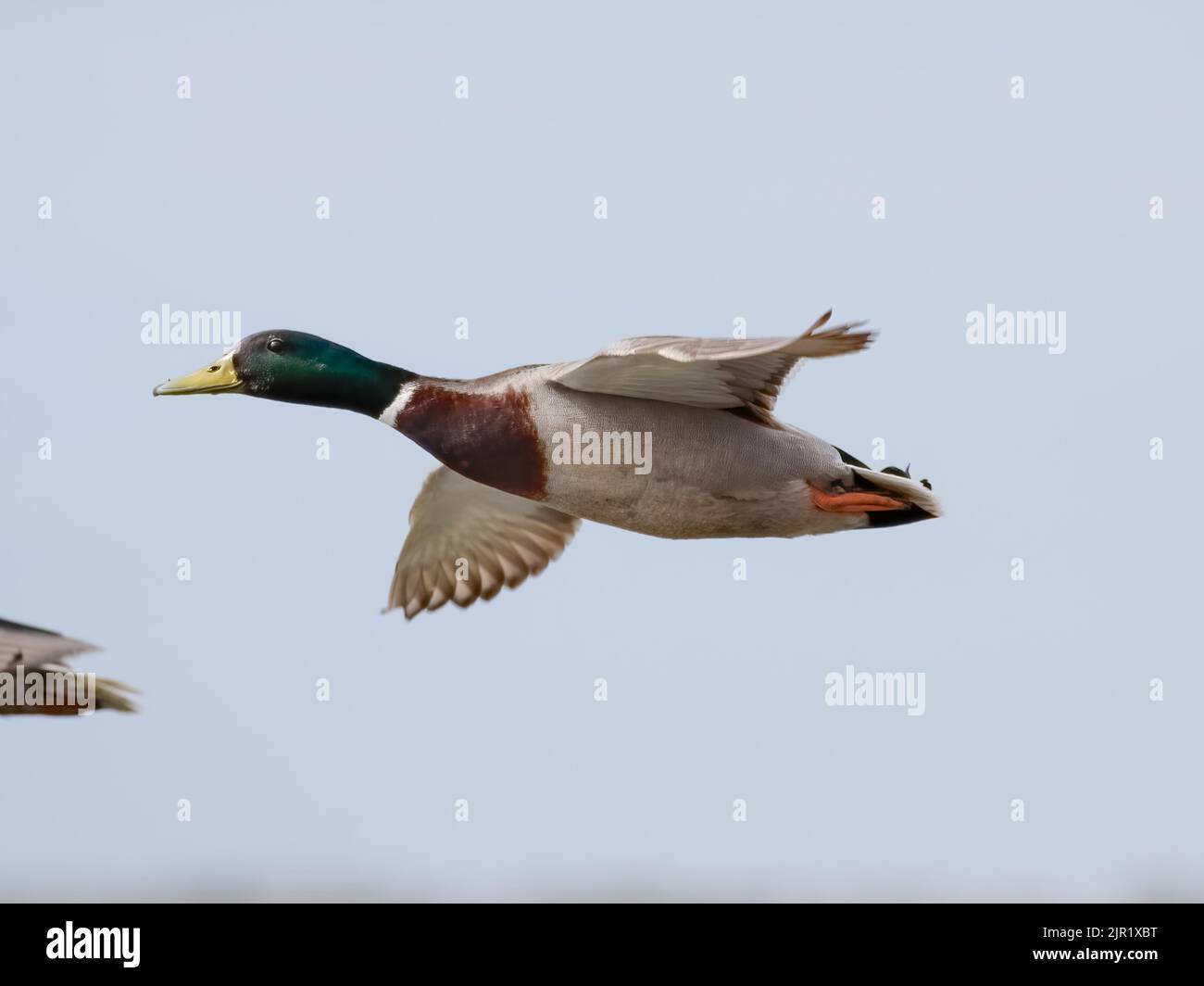 Mallard duck in flight over Douro river, north of Portugal Stock Photo ...