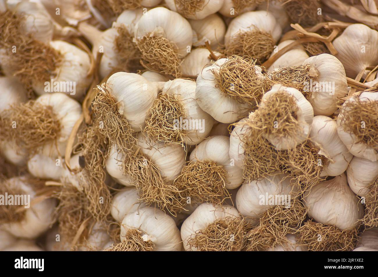 Detail of storing a lot of garlic heads on a farm producing Stock Photo ...