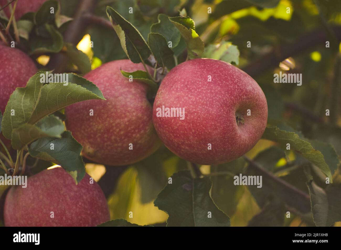 Apples attached to the plant ready to be harvested in an apple ...