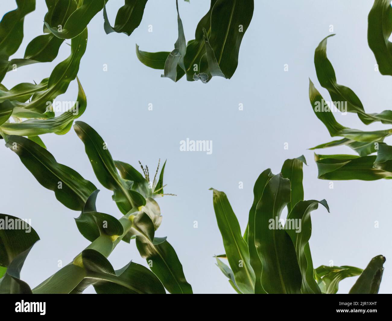 Green corn leaves in a sunshine light blue sky from bottom view Stock ...