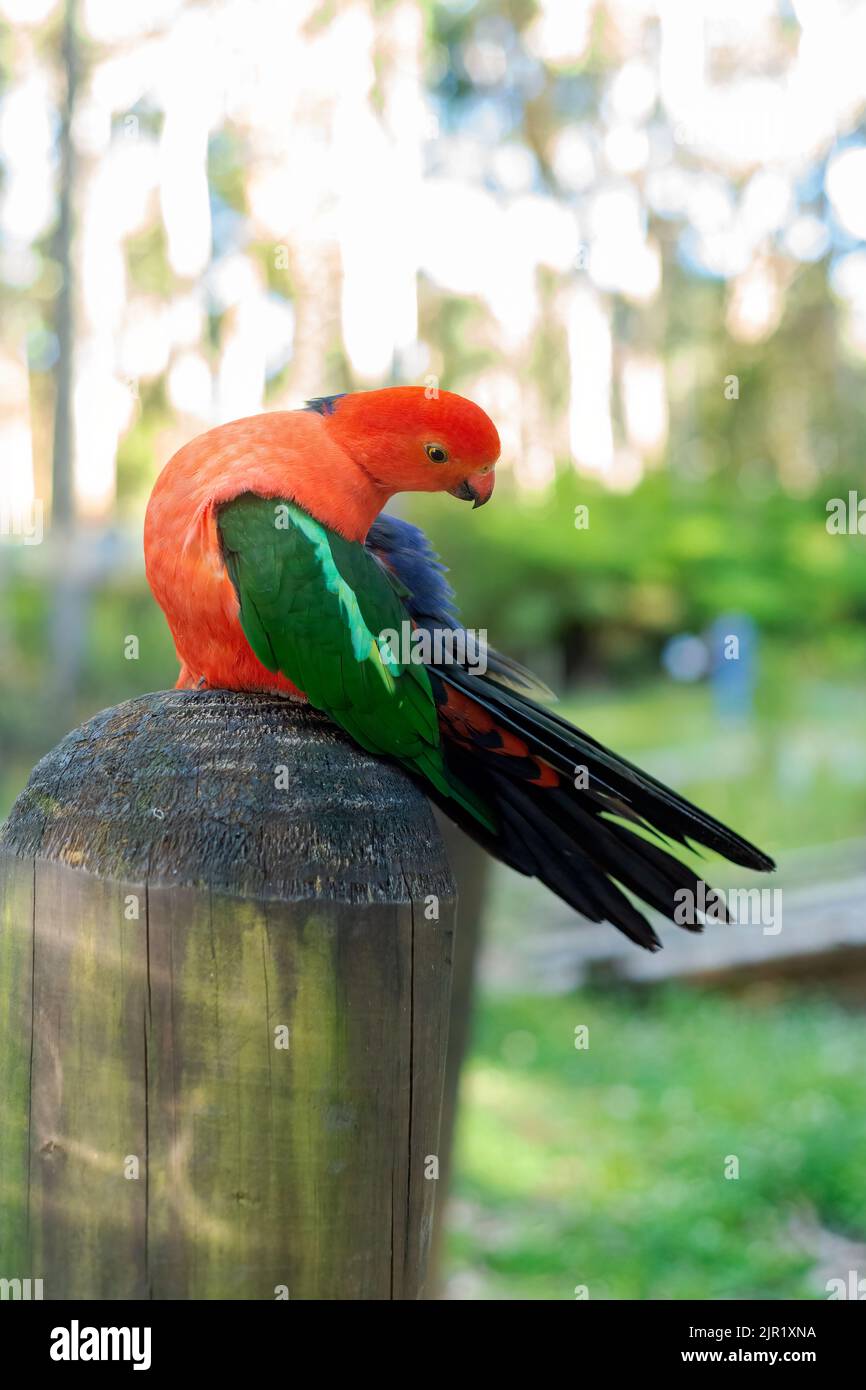 Closeup portrait of Australian king parrot taken outdoors Stock Photo ...