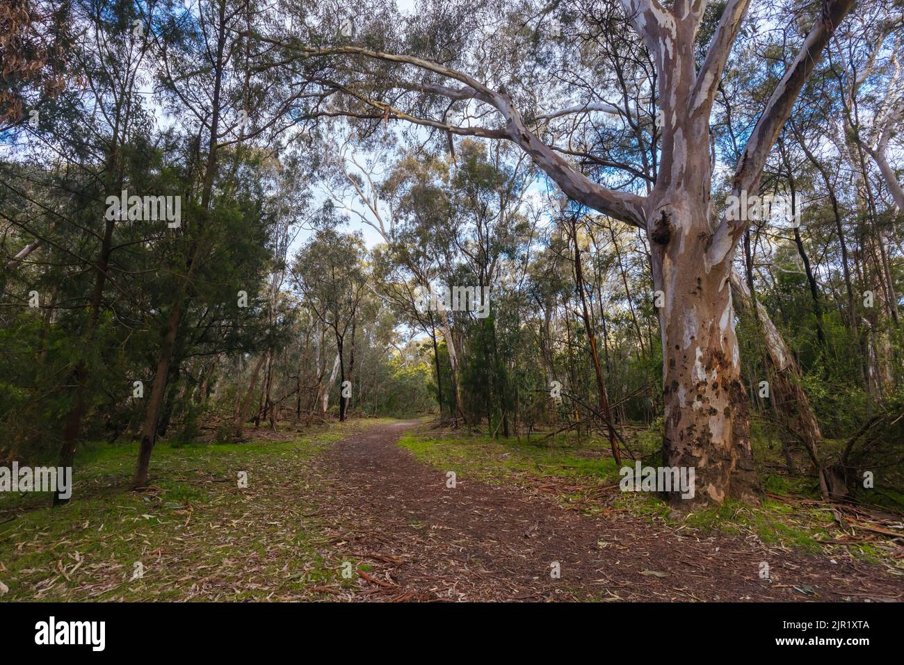 Gresswell Conservation Reserve in Melbourne Australia Stock Photo - Alamy
