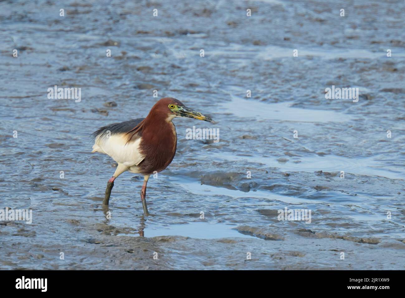 A closeup shot of a Chinese pond heron in Kam Tin River in Yuen Long ...