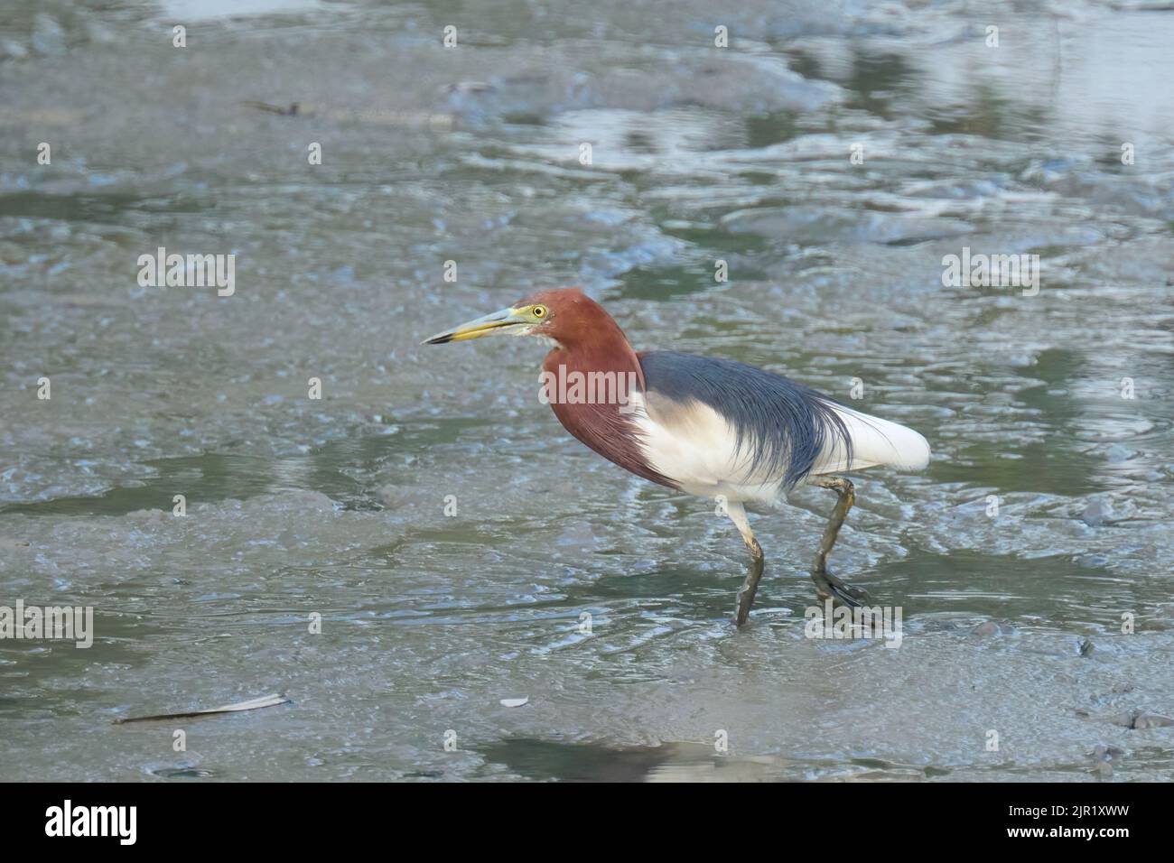 A closeup shot of a Chinese pond heron in Kam Tin River in Yuen Long ...