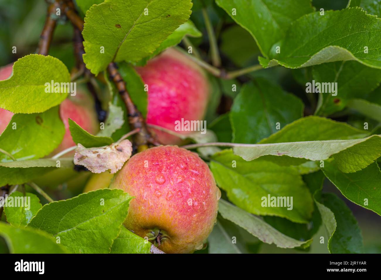 Close up view of apples tree in garden with raindrops on summer day ...