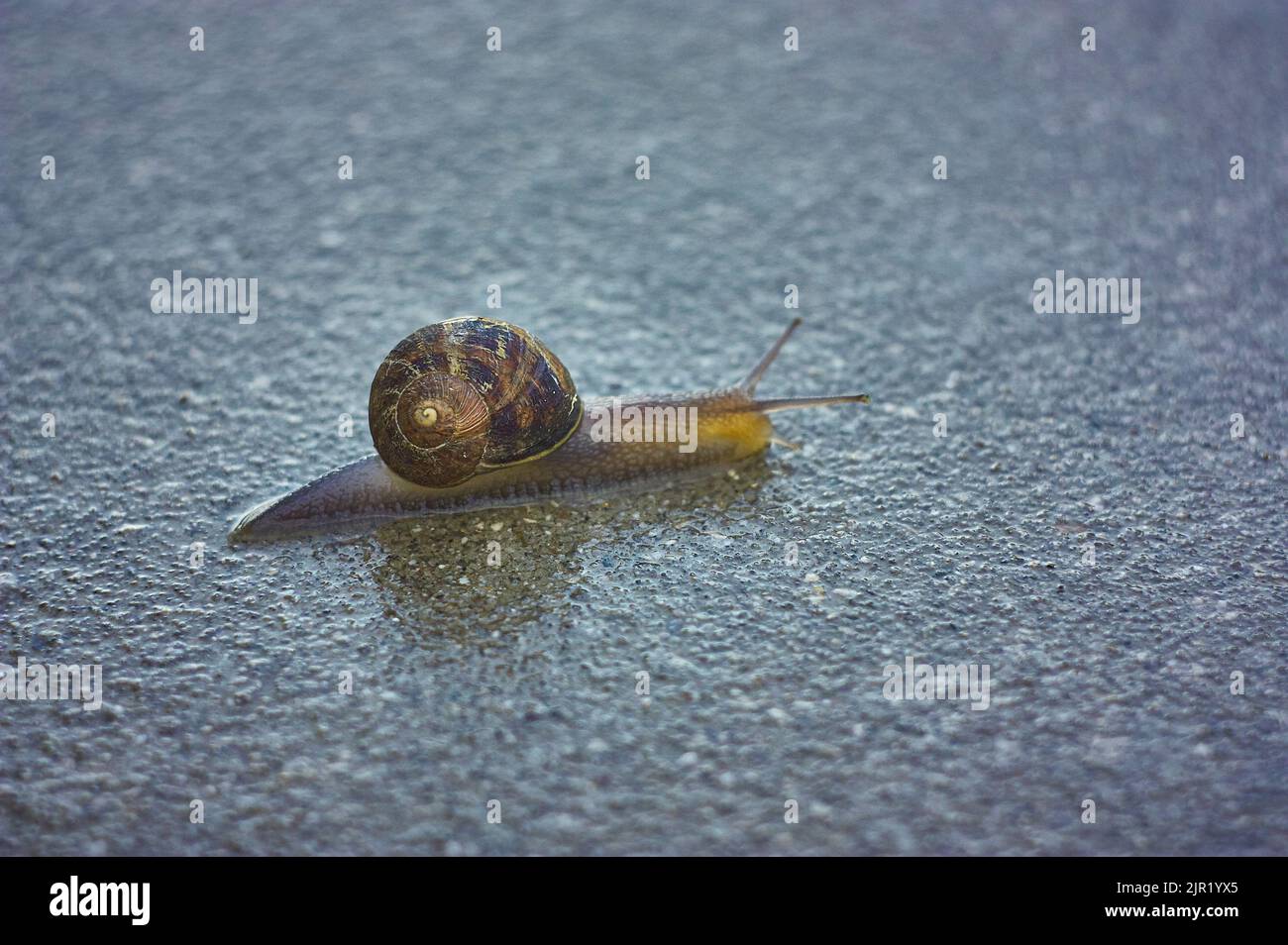 Snail, husk that crawls on a concrete surface after a rain, a colorful ...