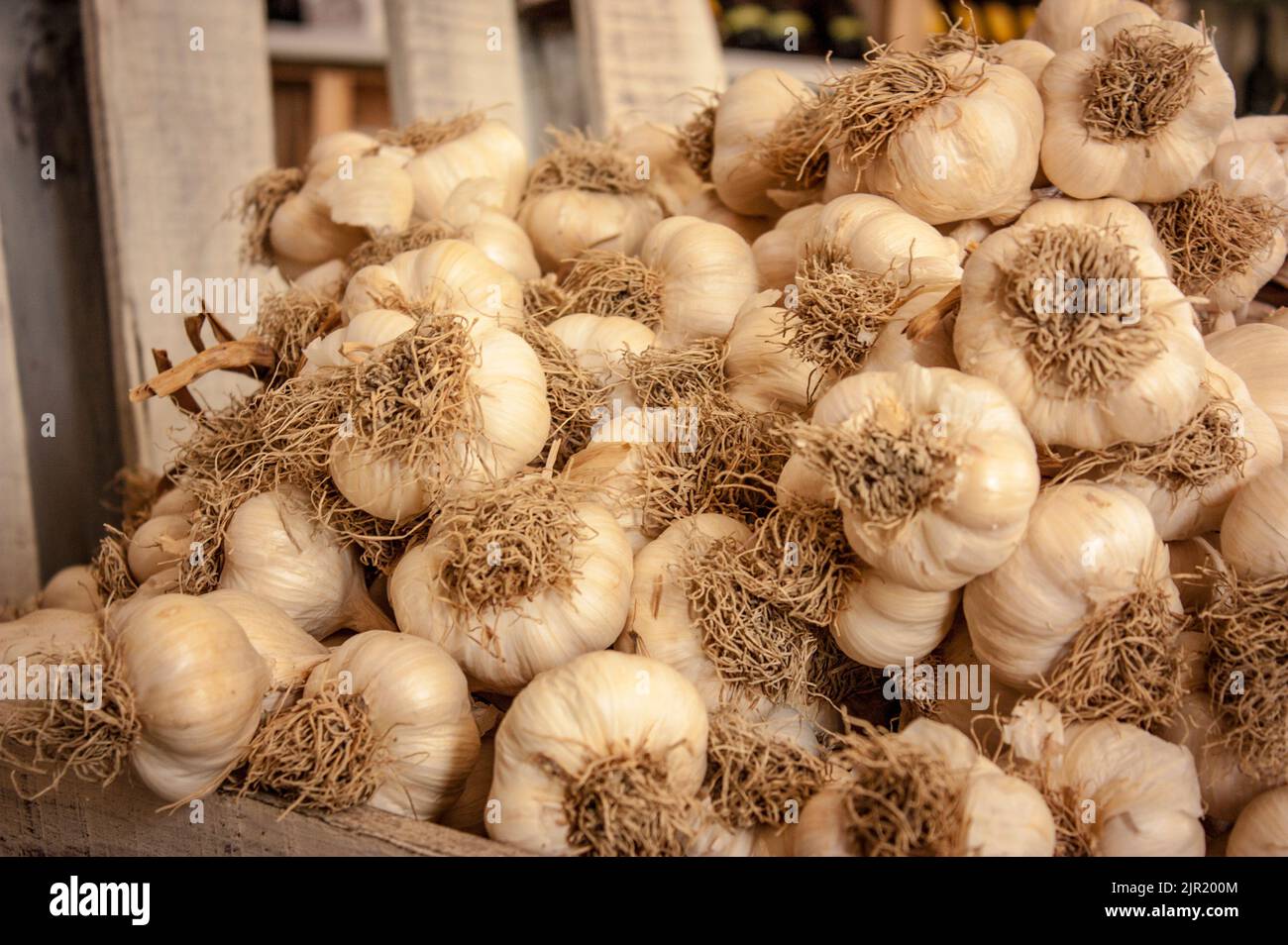 Heads of garlic in drying inside a stall in a typical Italian farm that ...