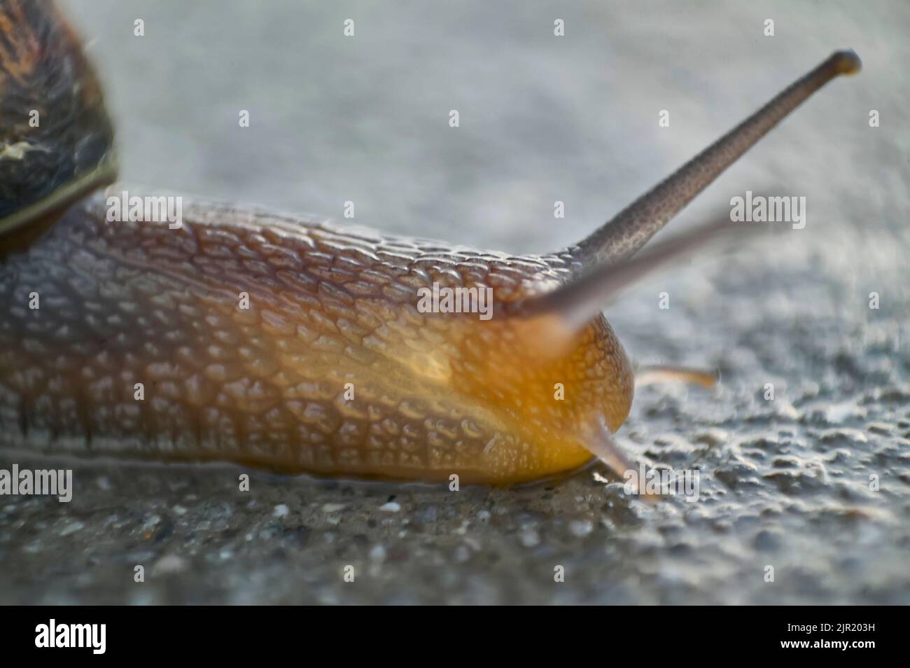 Detail of a macro shot of a snail, skull, where you can see the details ...
