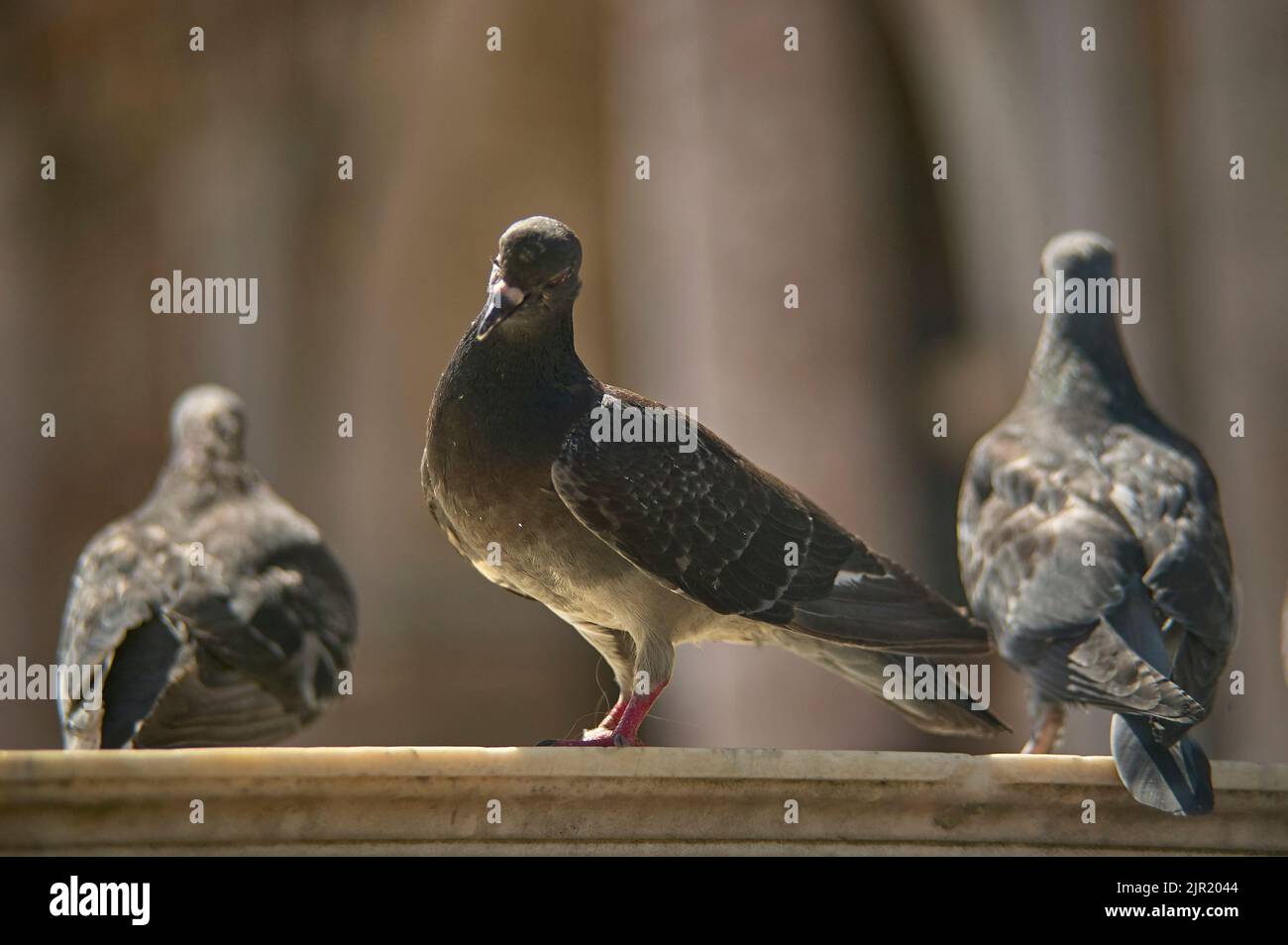 group of pigeons perched in a marble handrail in piazza san marco in ...