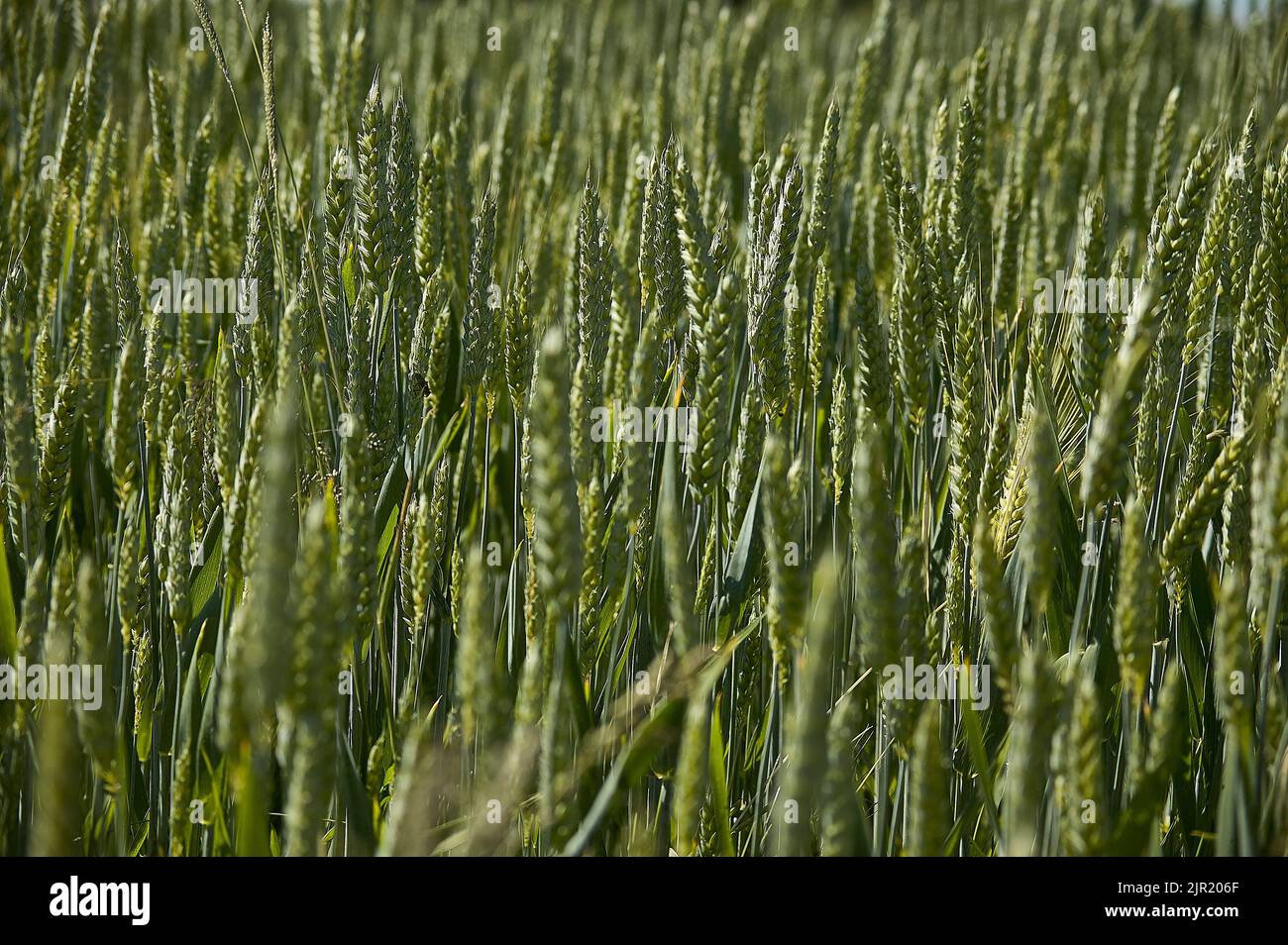 Ears of barley in a field of cultivation, agriculture in italy. Texture ...