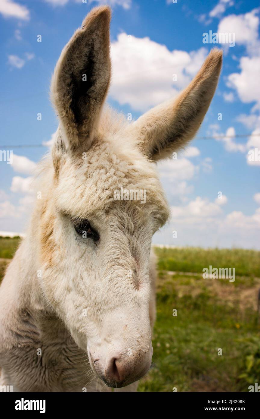 Donkey in a typical Italian Farm Stock Photo - Alamy