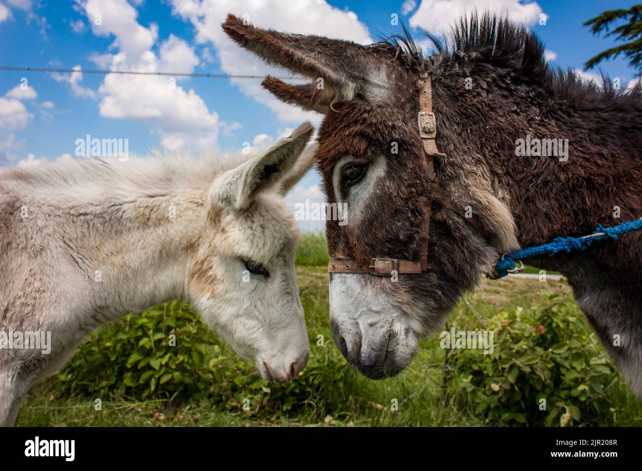 Donkey in a typical Italian Farm Stock Photo - Alamy