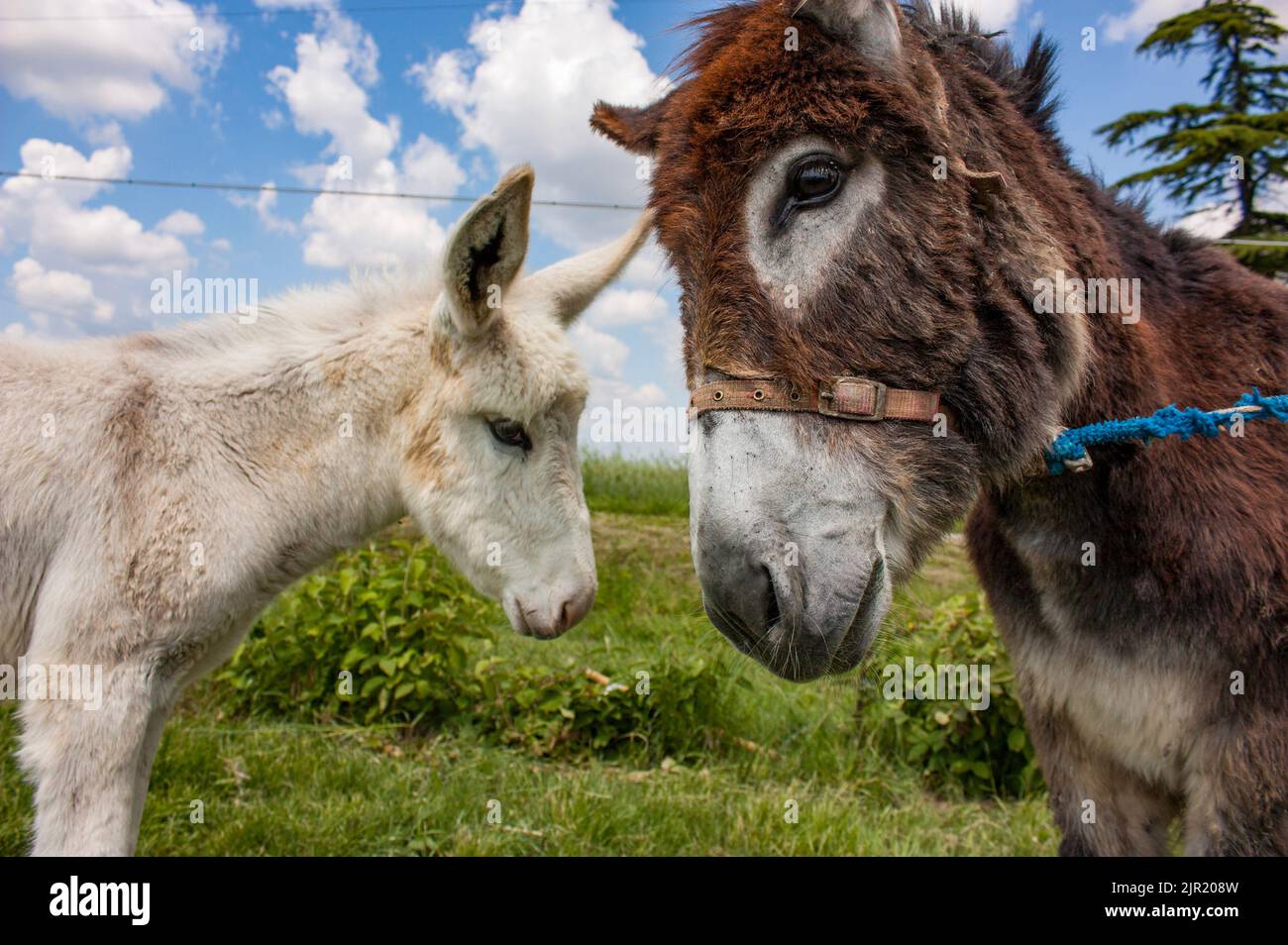 Donkey in a typical Italian Farm Stock Photo - Alamy